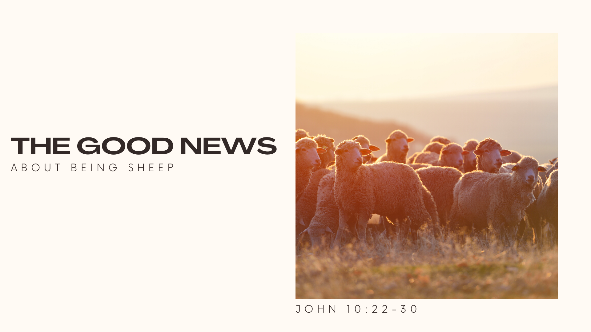 The Good News About Being Sheep