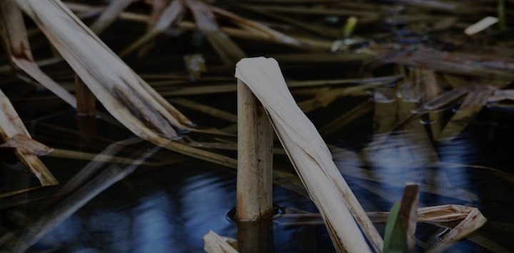RESTORING A BRUISED REED