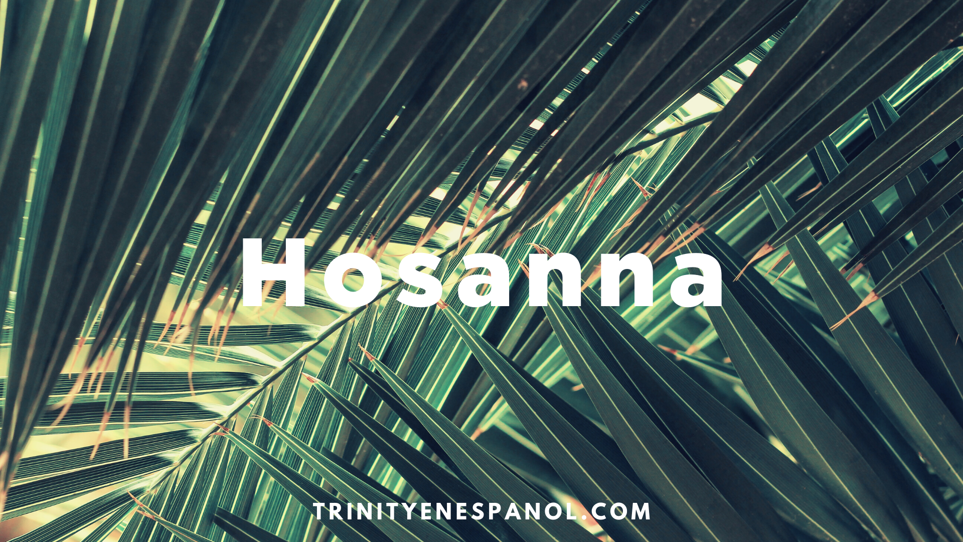 Hosanna