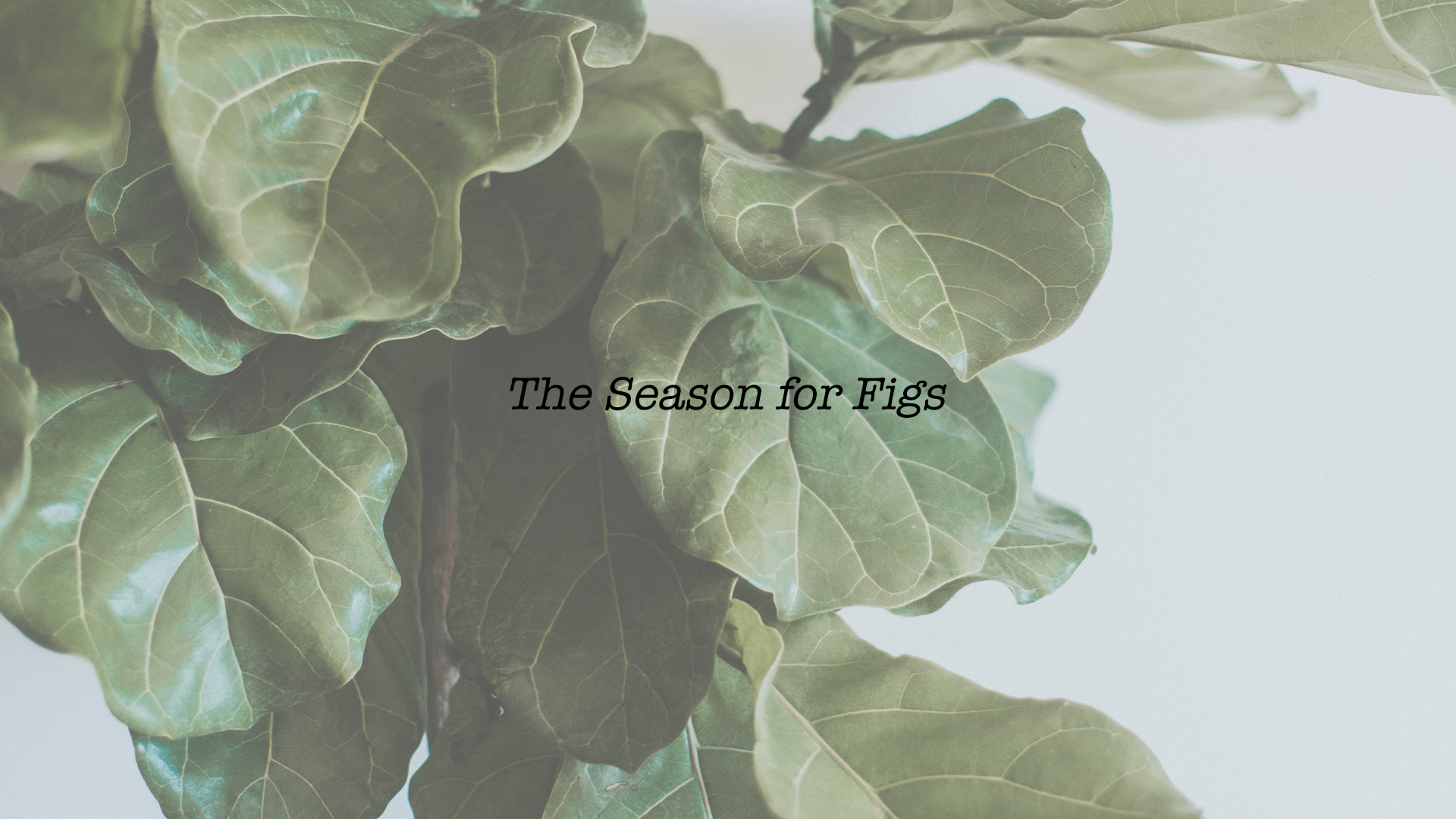 The Season for Figs