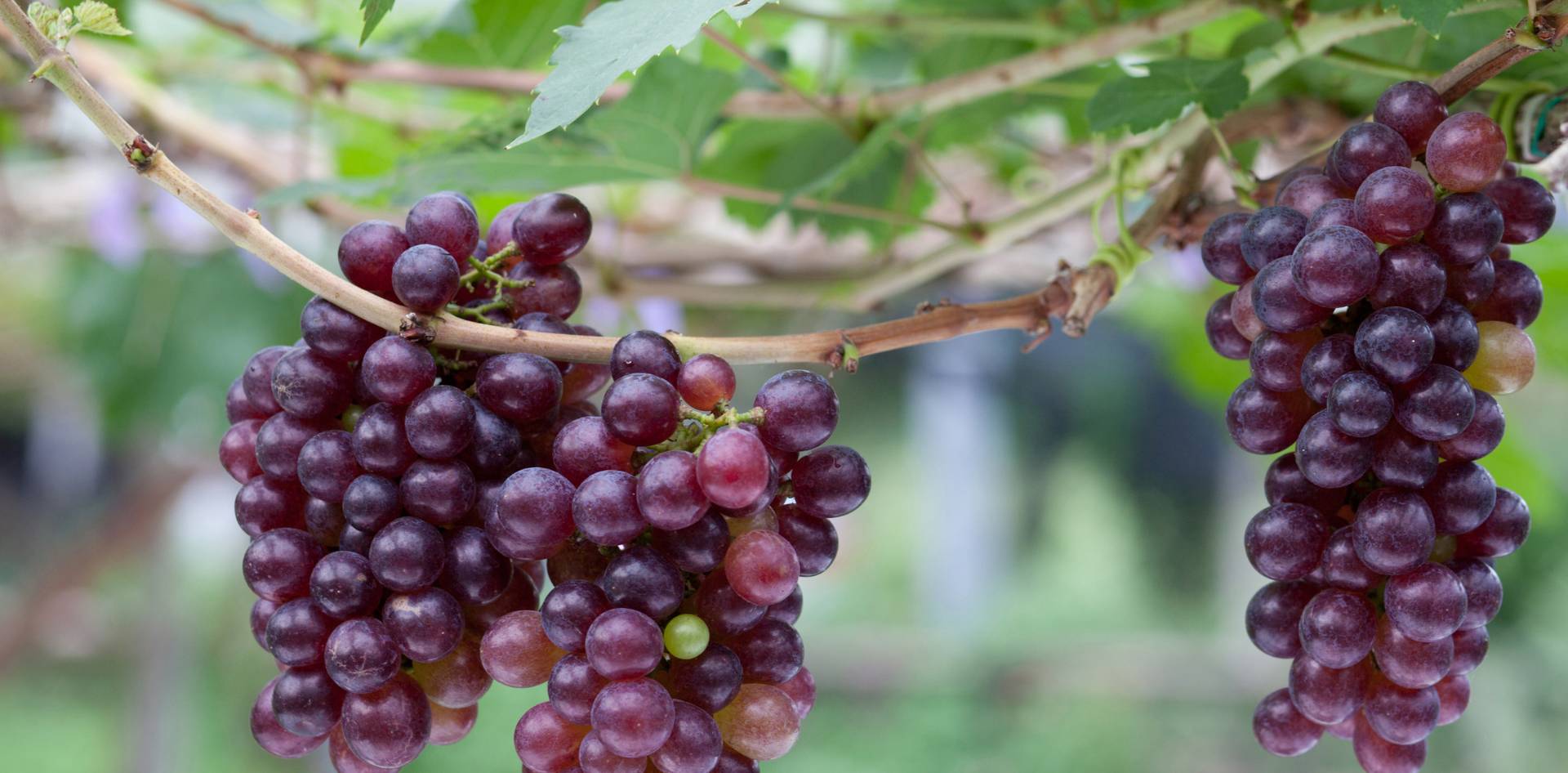 LIFE IN THE VINE