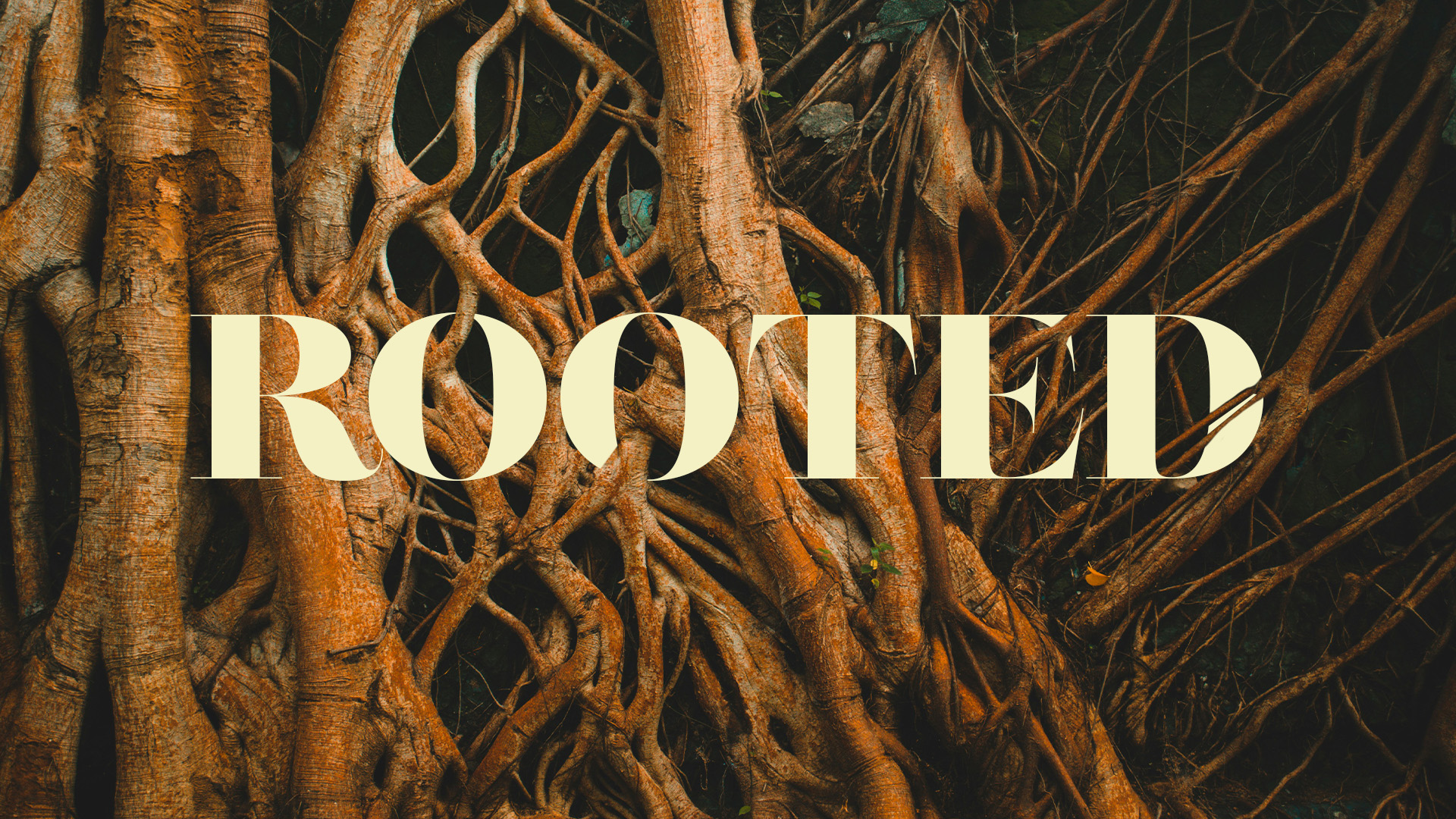 Rooted Week 1
